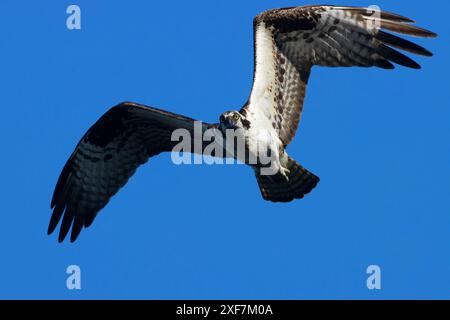 Osprey (Pandion haliaetus), EE Wilson Wildlife Area, Oregon Stock Photo ...