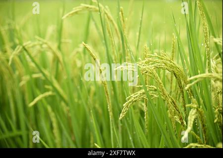 Rice spikelet formation is vital in rice growth, directly impacting ...