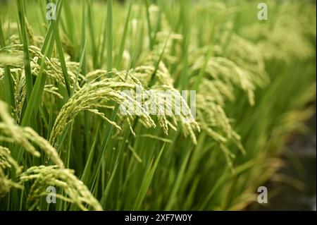 Rice spikelet formation is vital in rice growth, directly impacting ...