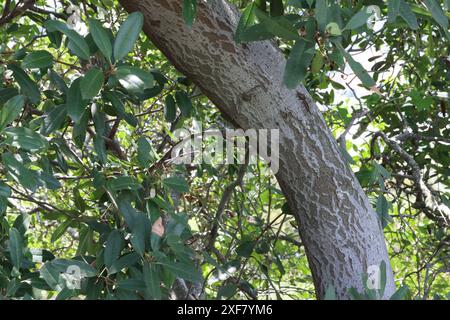 Toyon, Heteromeles Arbutifolia, an enchanting native shrub with aging ...