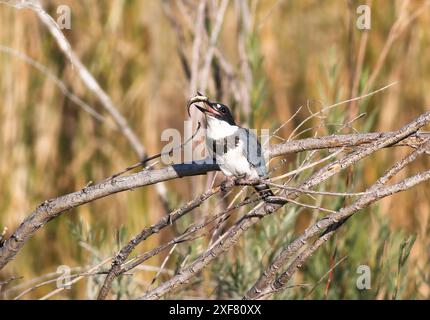 A closeup shot of a kingfisher bird perched on a metal pipe Stock Photo ...