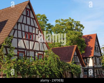 Blue wall half overgrown with ivy with green leaves Stock Photo - Alamy