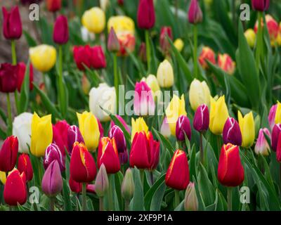 field of red and white decorative tulip flowers Stock Photo - Alamy