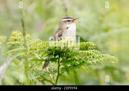 Sedge warbler, Acrocephalus schoenobaenus, Pembrokeshire, Wales, UK ...