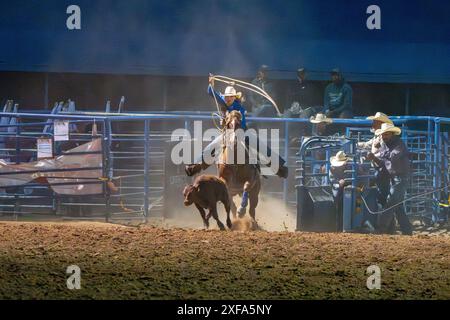 A cowgirl competing in the breakaway roping event successfully ropes a ...