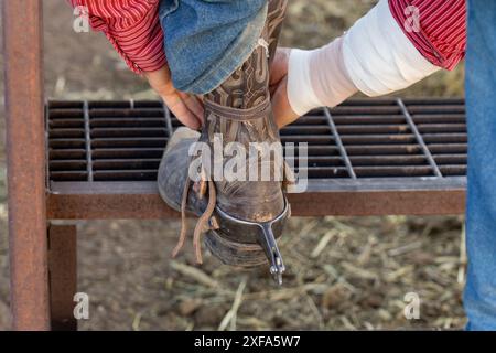 A rodeo cowboy puts on his spurs before his bareback bucking event at a ...