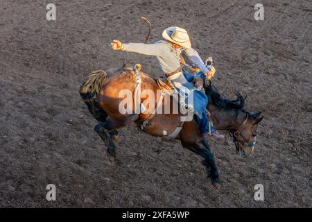 Saddle bronc cowboy Bailey Bench puts his saddle on the bucking horse ...
