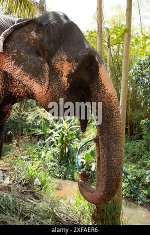 large Asian elephant with specific skin color, small gray dots on pink ...