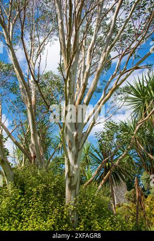 Branches of Australian Lemon-scented gum tree, spotted gum, Corymbia ...