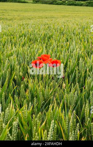 red poppies in a field in middle of ripe green canola Stock Photo - Alamy