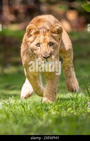 Lion cub running Stock Photo - Alamy