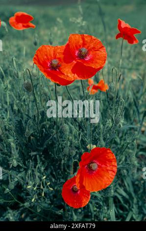 Flowers Red poppies blossom on wild field Stock Photo - Alamy
