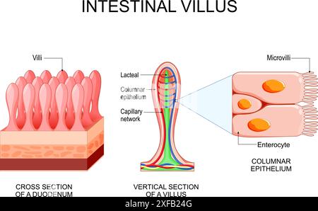Small Intestine Diagram. Cross-section of a typical segment of the ...