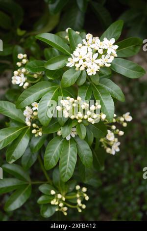 Mexican orange (Choisya ternata) is an evergreen shrub native to Mexico ...