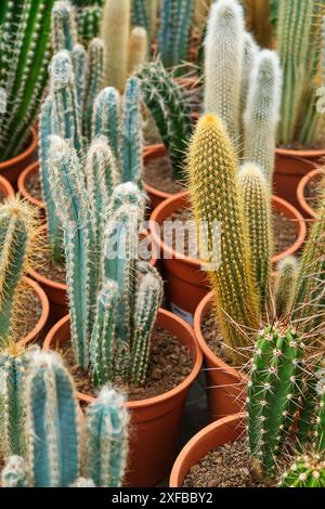 Collection of different cacti. Cactus, thorned plant. Botanical hobby ...