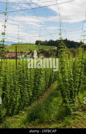 Village and hop gardens, hop growing, hop plantation, Neukirch, near ...