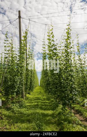 Village and hop gardens, hop growing, hop plantation, Neukirch, near ...
