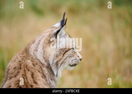Eurasian lynx (Lynx lynx), portrait, Wildpark Aurach, Kitzbuehl, Tirol ...