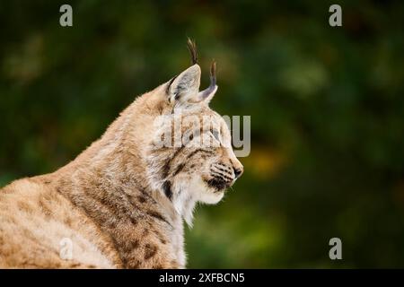 Eurasian lynx (Lynx lynx), portrait, Wildpark Aurach, Kitzbuehl, Tirol ...
