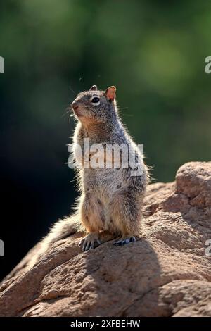 Rock gopher, (Otospermophilus variegatus), adult, on rocks, vigilant ...