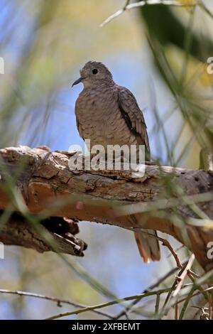 Inca Dove (Columbina inca), Arizona, USA, North America Stock Photo - Alamy