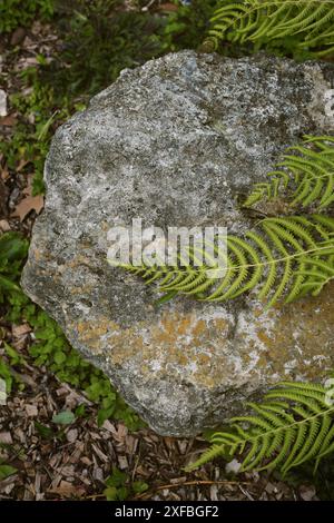 Fern frond on rock Stock Photo - Alamy