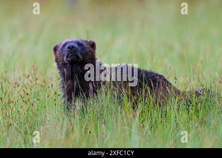 Wolverine in the swamp of Finnish taiga Stock Photo - Alamy