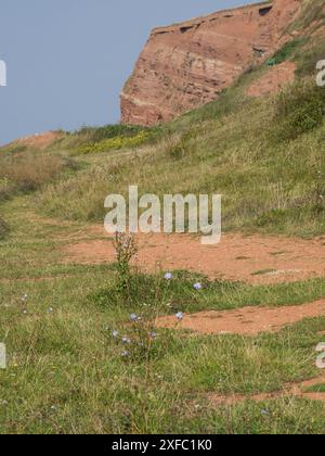 A grassy path leads along a rocky ledge under a cloudy sky, Bells Rock ...