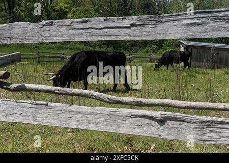 Cows in an English village. Plimoth Patuxet Museums, Massachusetts, New ...