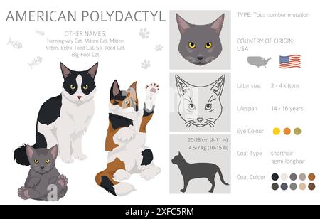 American Polydactyl cat clipart. All coat colors set. All cat breeds ...