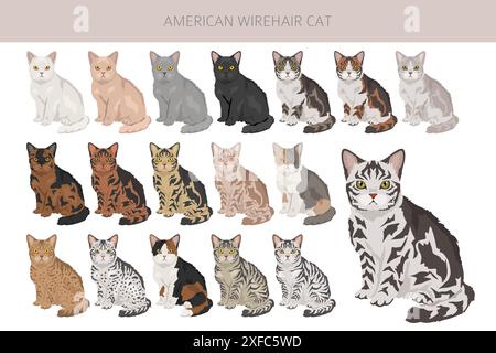 American Shorthair cat clipart. All coat colors set. All cat breeds ...