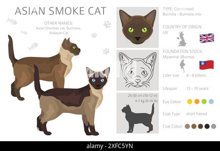 Burmilla Cat clipart. All coat colors set. All cat breeds ...