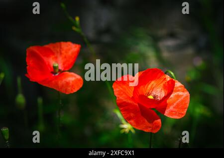 Wild red poppy flowers. Large poppy field, Beautiful flowers ...