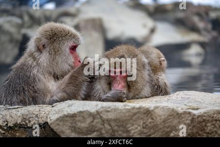 Japanese macaques grooming at the hot springs in Jigokudami Monkey Park ...