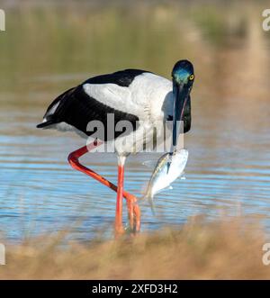 Jabiru In A Lagoon In Far North Queensland Australia Stock Photo Alamy