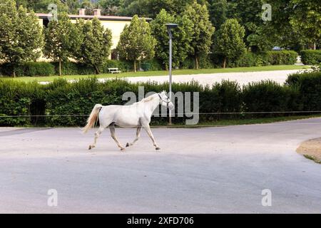 The famous Lipizzan horse return from pasture to the stables, Lipica ...