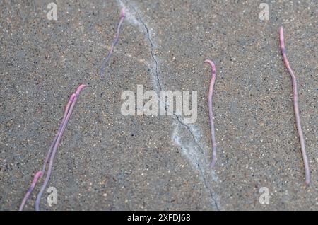 earthworms crawling on cement sidewalks after a heavy rain Stock Photo ...