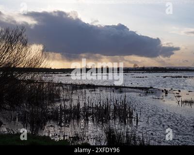 Pollarded willows, Greylake RSPB Reserve, near Othery, Somerset Levels ...