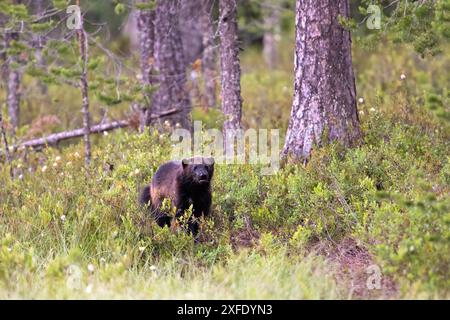 Wolverine in the swamp of Finnish taiga Stock Photo - Alamy