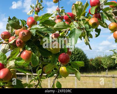 Apple orchard near Stembridge, Somerset Levels and Moors, Somerset ...