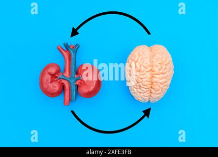 Detailed anatomical model of brain and kidney interconnected by ...