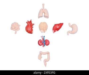 Infographic of the parts of the kidney and its function in the urinary ...