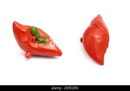 Detailed anatomical model of the human liver displayed against a white ...