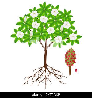 Cycle of growth of a magnolia Grandiflora plant on a white background ...