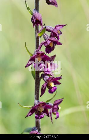 Dark-Red Helleborine close up, Epipactis atrorubens Stock Photo - Alamy