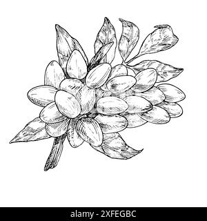 Pistachio tree fruit and leaves graphic vector illustration. Botanical ...