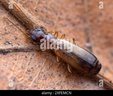 Paradromius linearis ground beetle. Tipperary, Ireland Stock Photo - Alamy