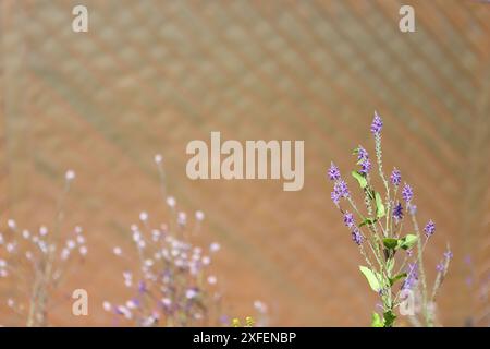 Firstsite gallery Colchester Essex UK exterior art gallery Stock Photo ...