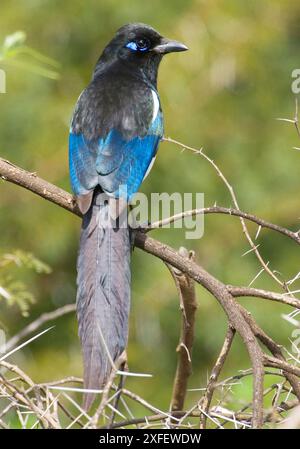 Maghrebekster, Maghreb Magpie, Pica mauretanica, Morocco, adult Stock ...