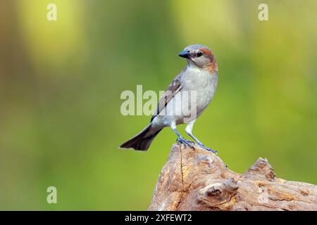 lesser rock sparrow (Petronia dentata), perching on a pondside, side ...